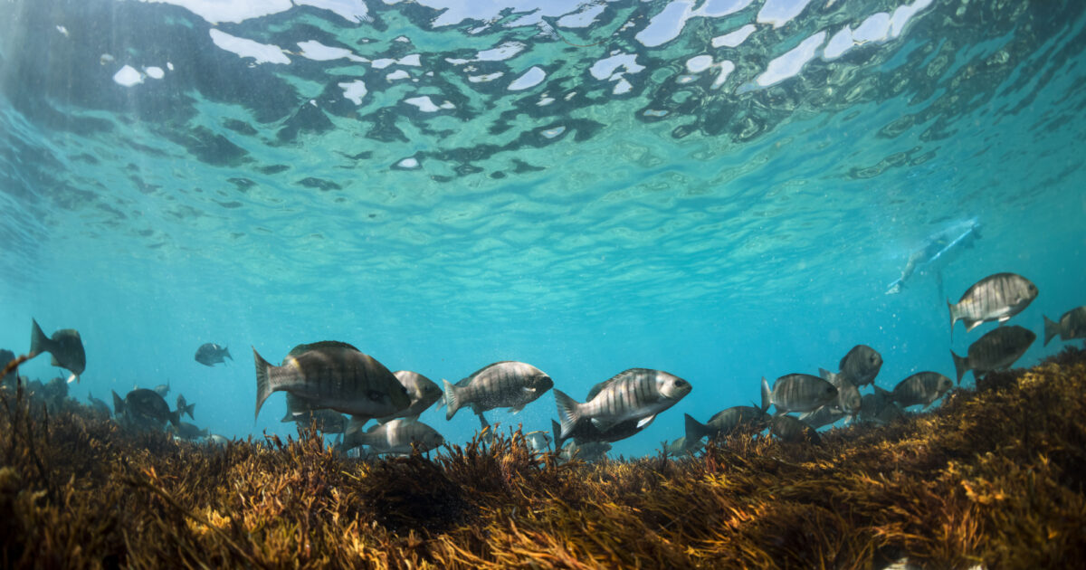 Marine Life in Sydney Harbour | Captain Cook Cruises Sydney