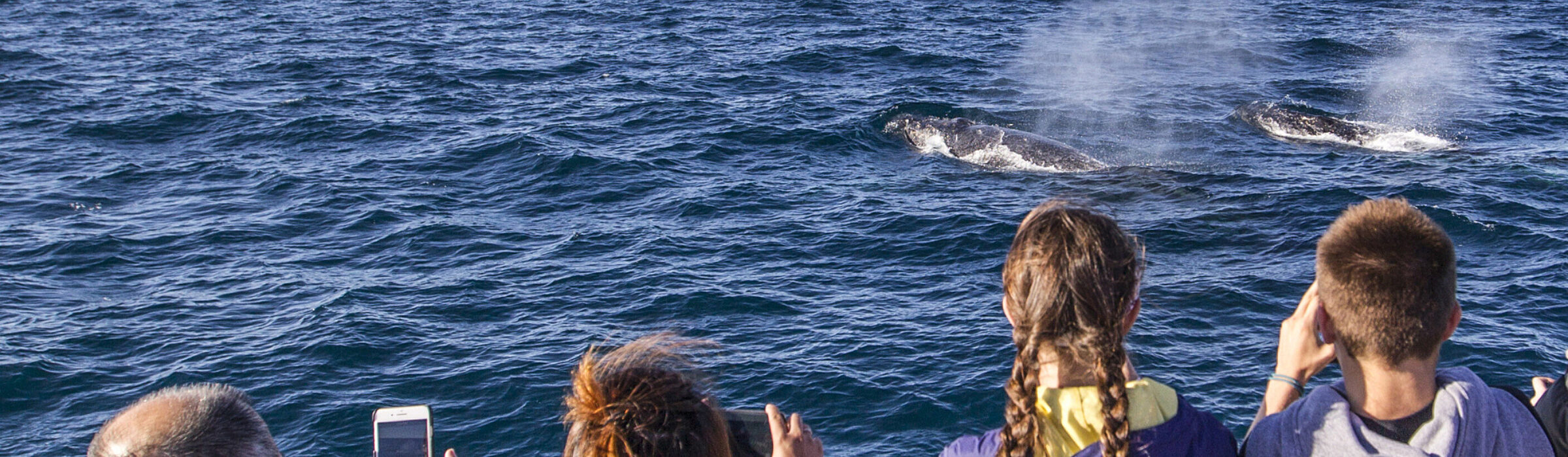 Three things to expect on your first whale watching adventure | Captain ...