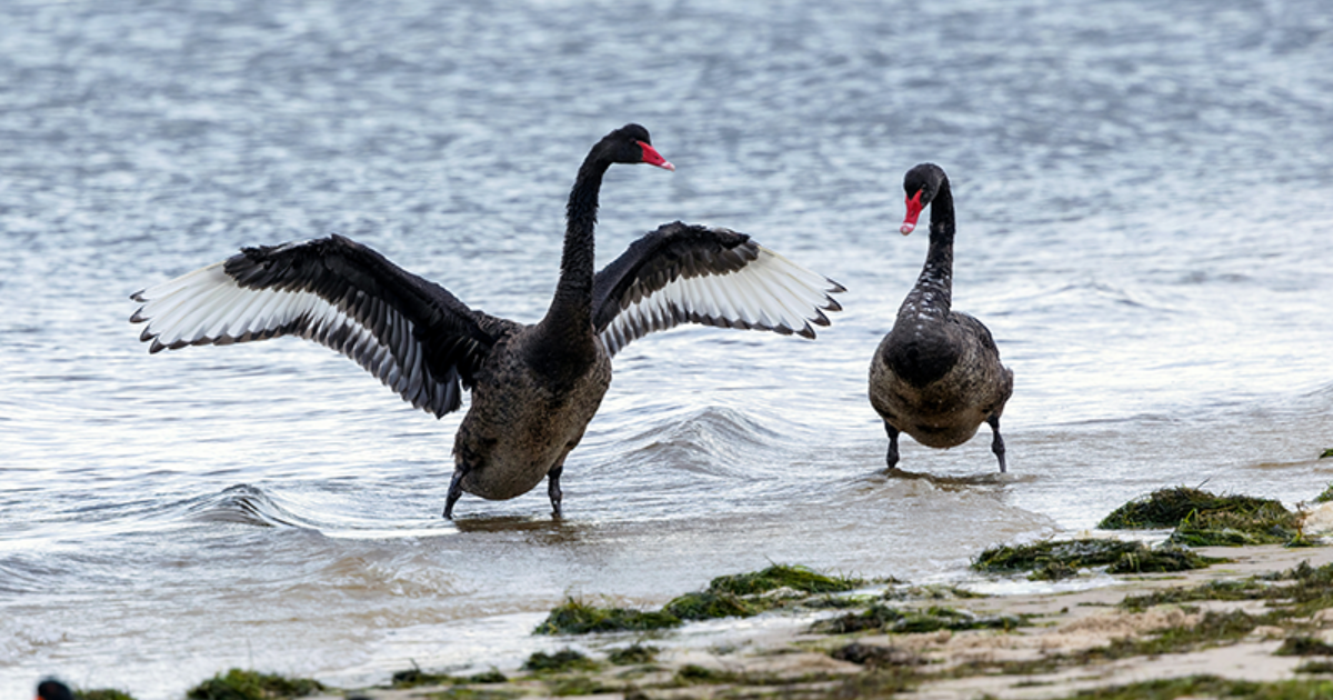 Nature lovers, here’s the best way to enjoy wildlife in the Swan River ...