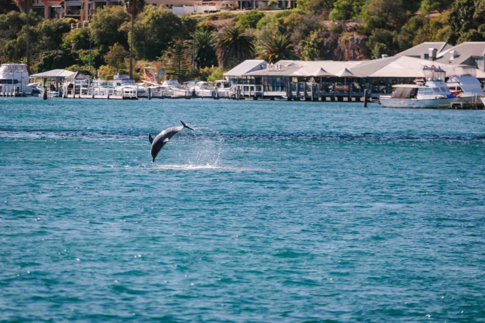 Kids travel free* with SeaLink Kids Club | Captain Cook Cruises Perth