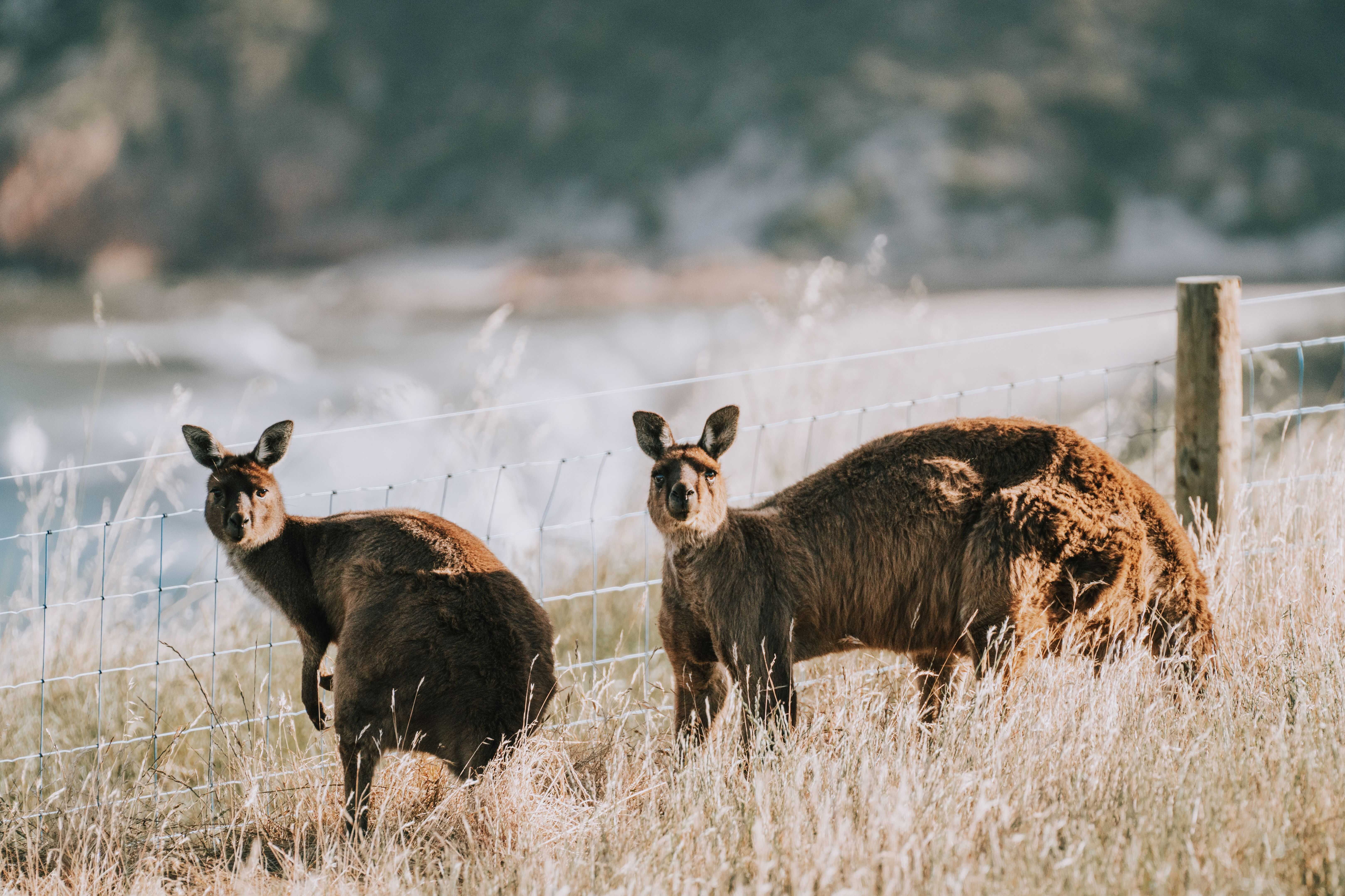 Natural Rejuvenation | SeaLink Kangaroo Island