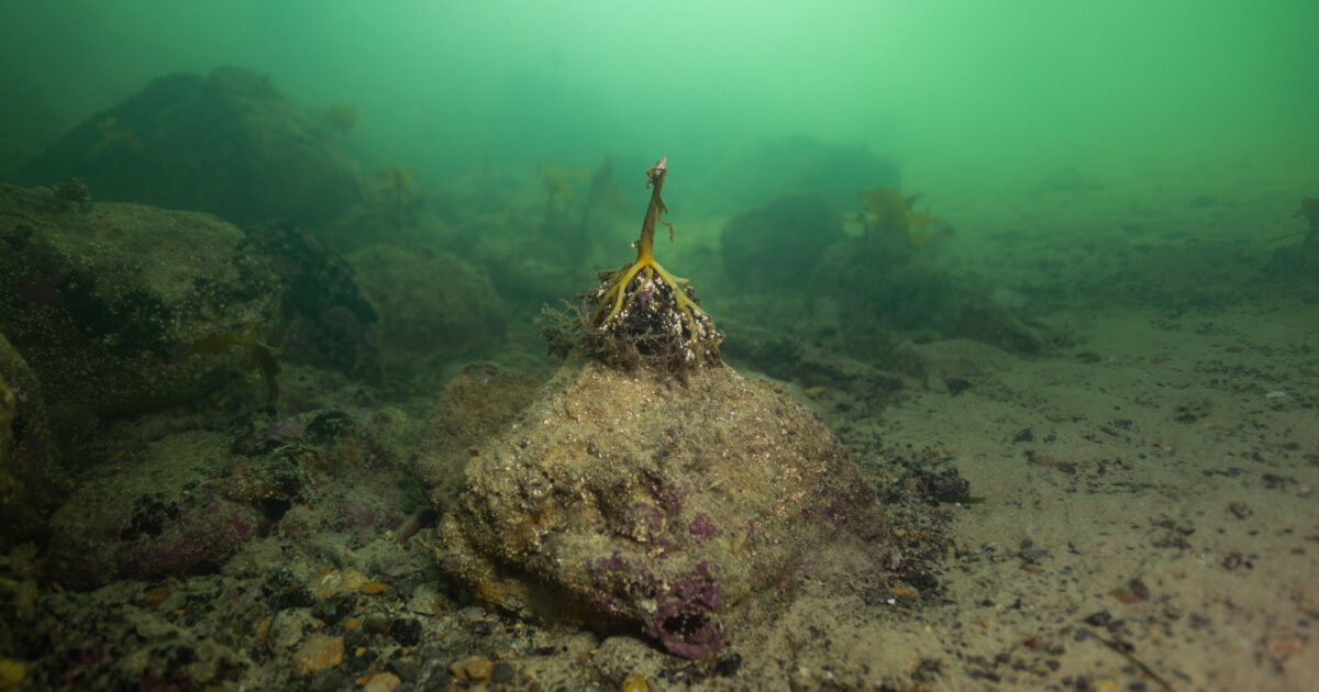 Impact of the Algal Bloom on Kangaroo… | SeaLink Kangaroo Island