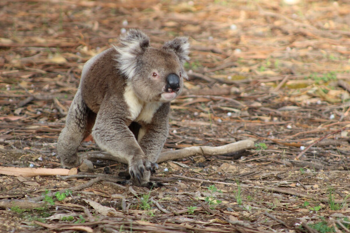 Hanson Bay Wildlife Sanctuary: A haven for… | SeaLink Kangaroo Island
