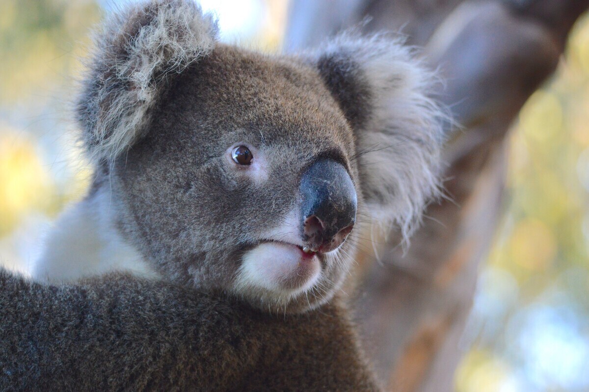 Hanson Bay Wildlife Sanctuary: A haven for… | SeaLink Kangaroo Island