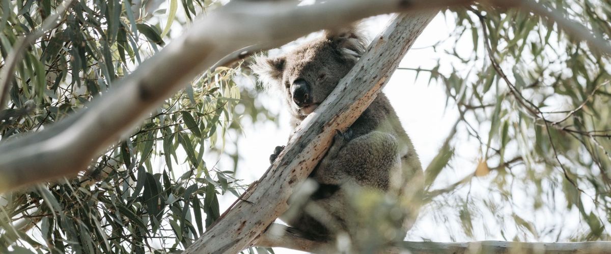 Tips from Kangaroo Island Locals | SeaLink Kangaroo Island