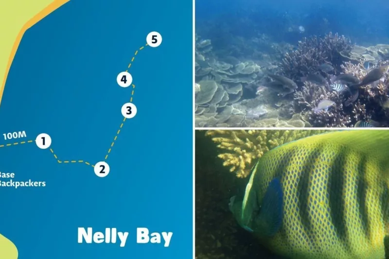 Magnetic Island best snorkelling spots | SeaLink Magnetic Island