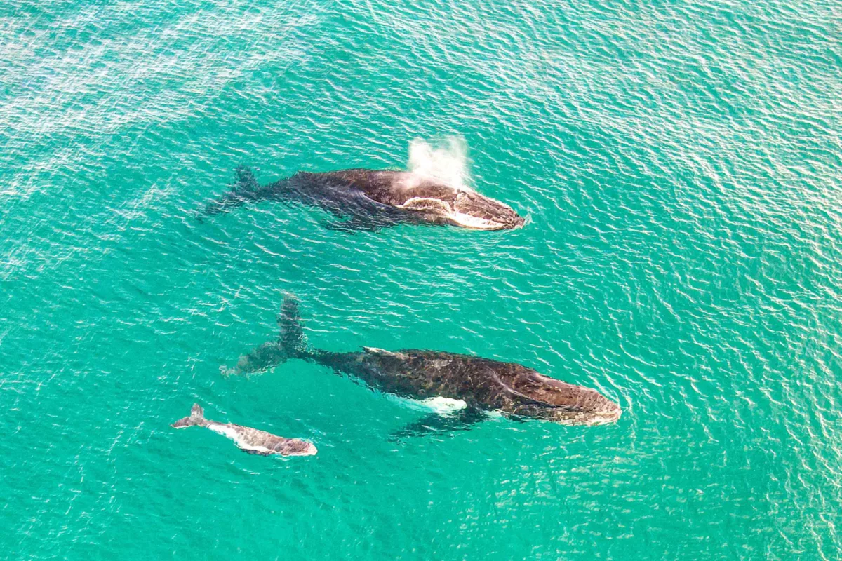 7 best things to do on North… | SeaLink North Stradbroke Island