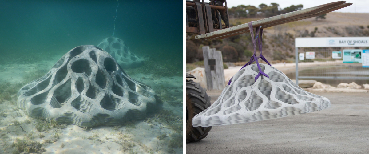 Snorkel your way into the world of reef… | SeaLink Kangaroo Island