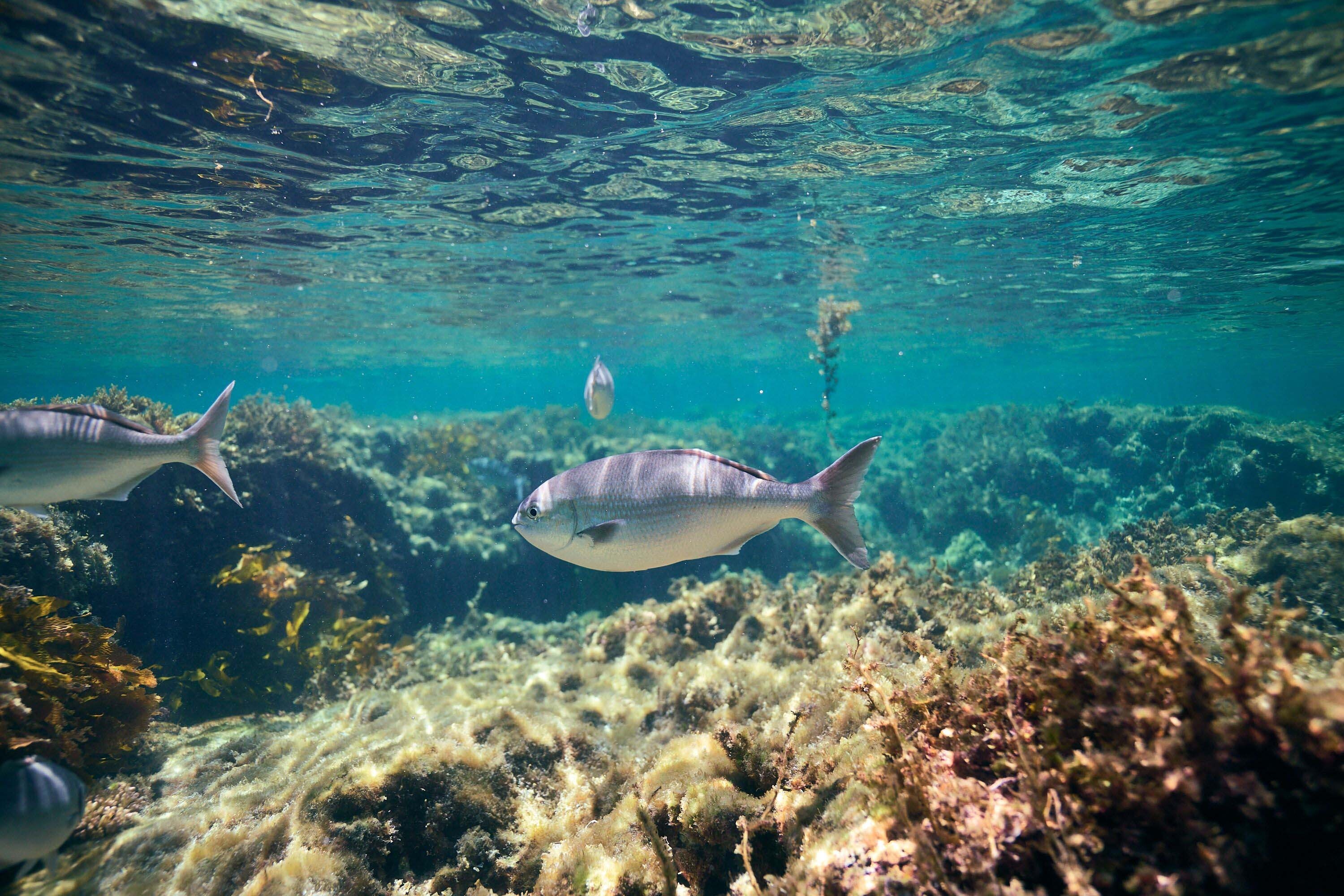 Flora and Fauna | SeaLink Rottnest Island