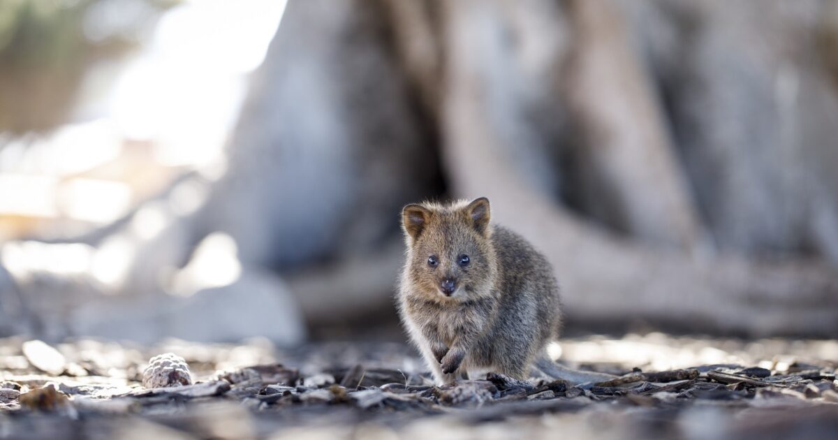 Rottnest Island Quokka Pictures