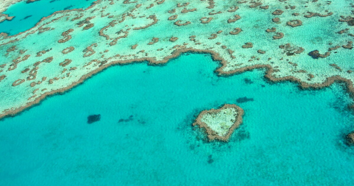 Great Barrier Reef Festival | SeaLink Whitsundays