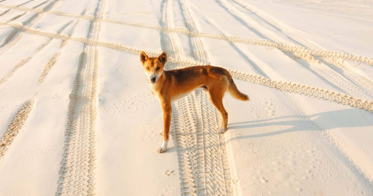 How to be dingo safe on Fraser Island | SeaLink K'gari (Fraser Island)