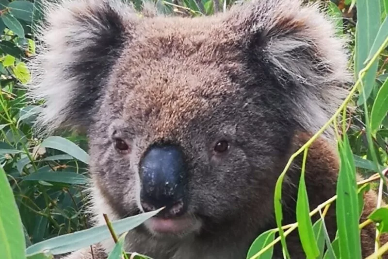 Hanson Bay Wildlife Sanctuary: A haven for… | SeaLink Kangaroo Island