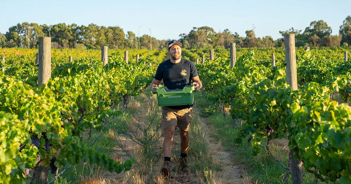 Swan Valley Tours | Wine and dine: Top 14 Swan Valley wineries to visit